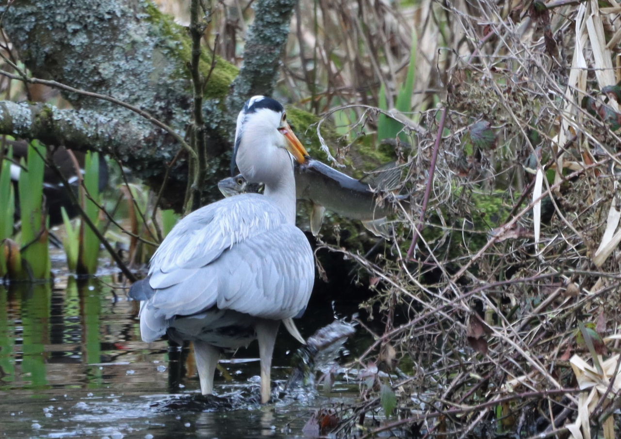 Daisy Nook Country Park - Patricia Burns photography