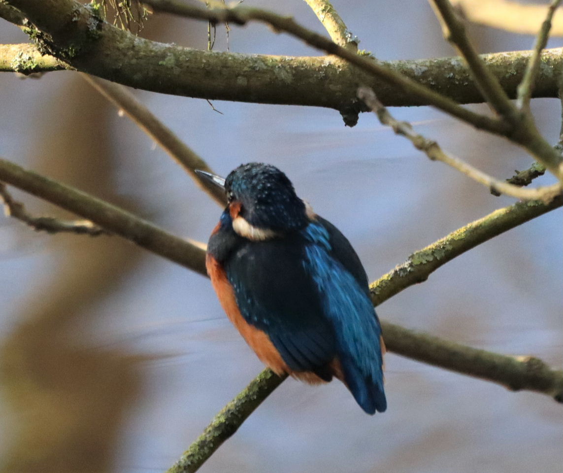 Reddish Vale Country Park - Patricia Burns photography